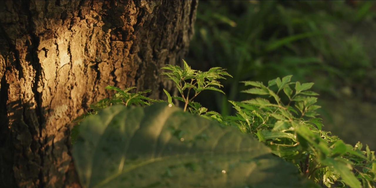 The Garden - Tam Coc Garden